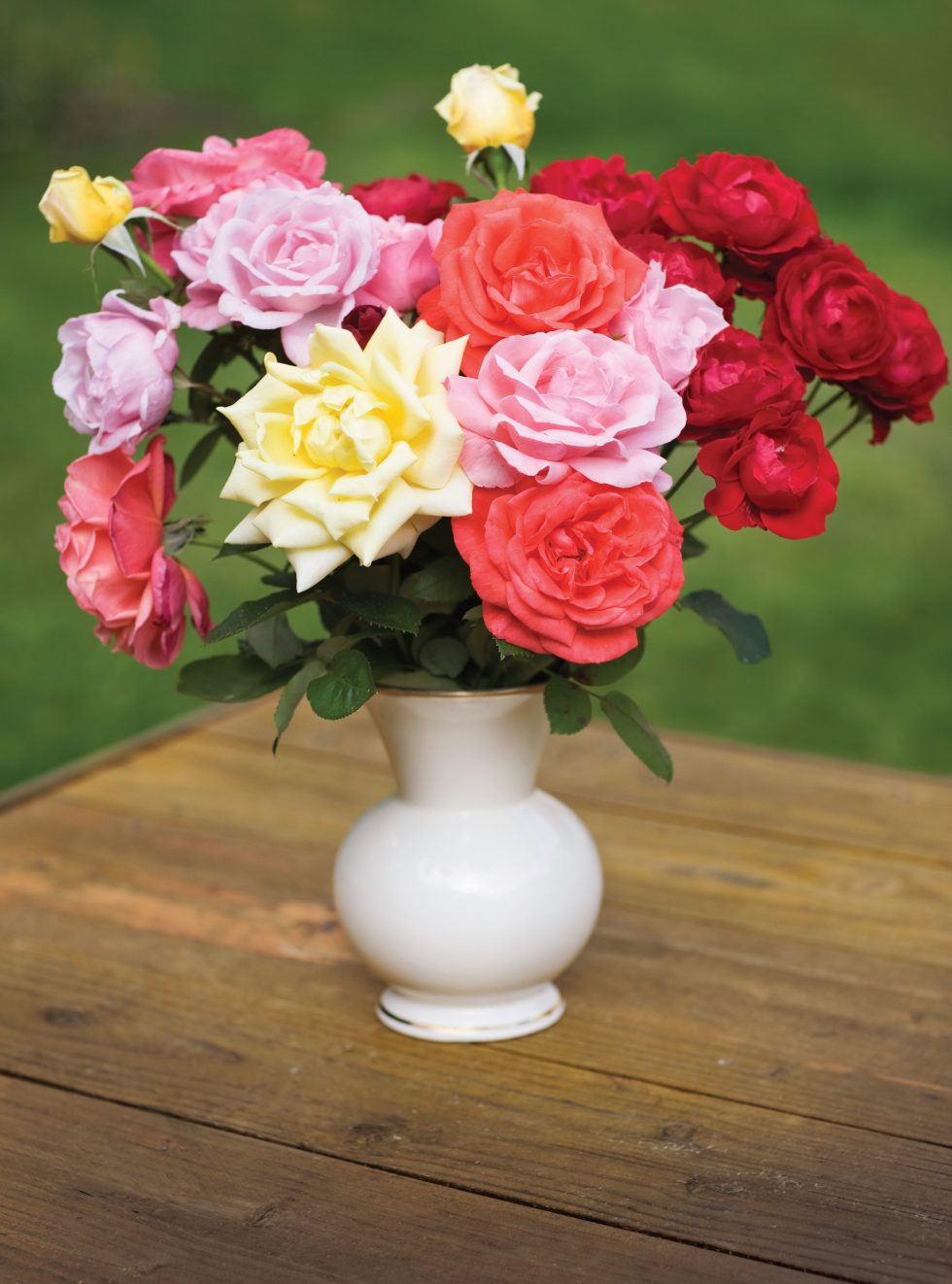 OLD GARDEN ROSES - Mississippi Magazine