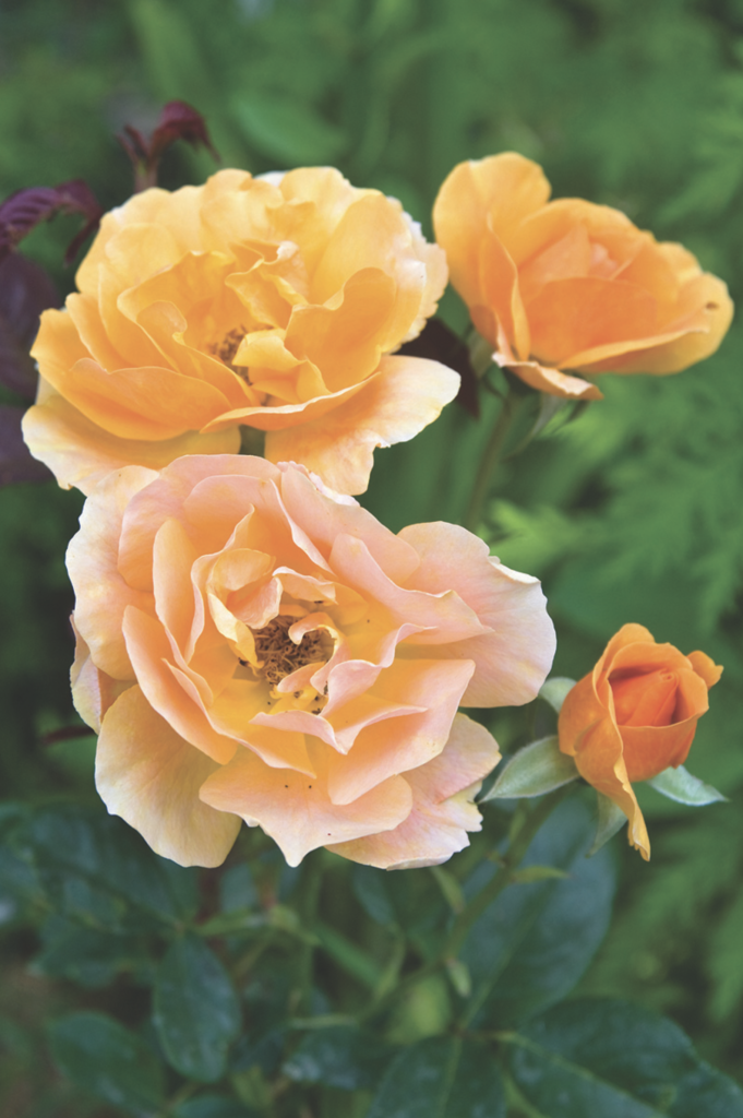 OLD GARDEN ROSES - Mississippi Magazine