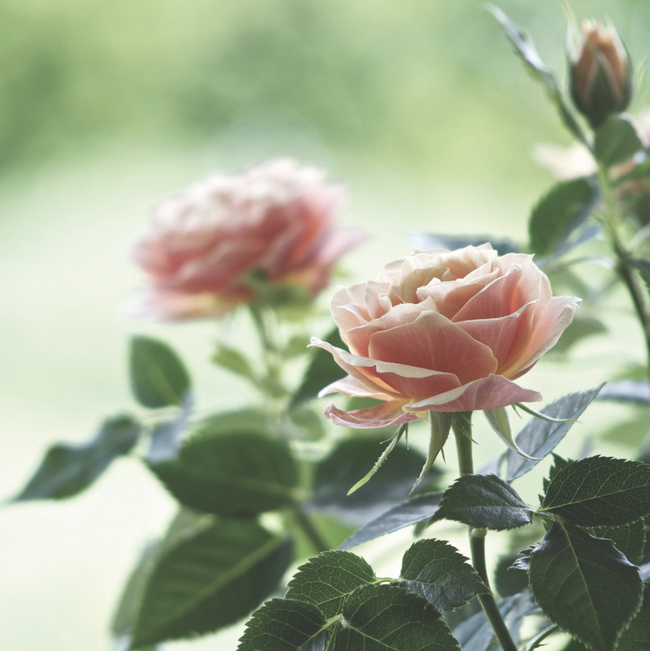 OLD GARDEN ROSES - Mississippi Magazine