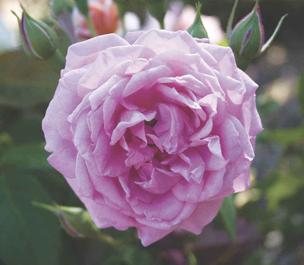 OLD GARDEN ROSES - Mississippi Magazine