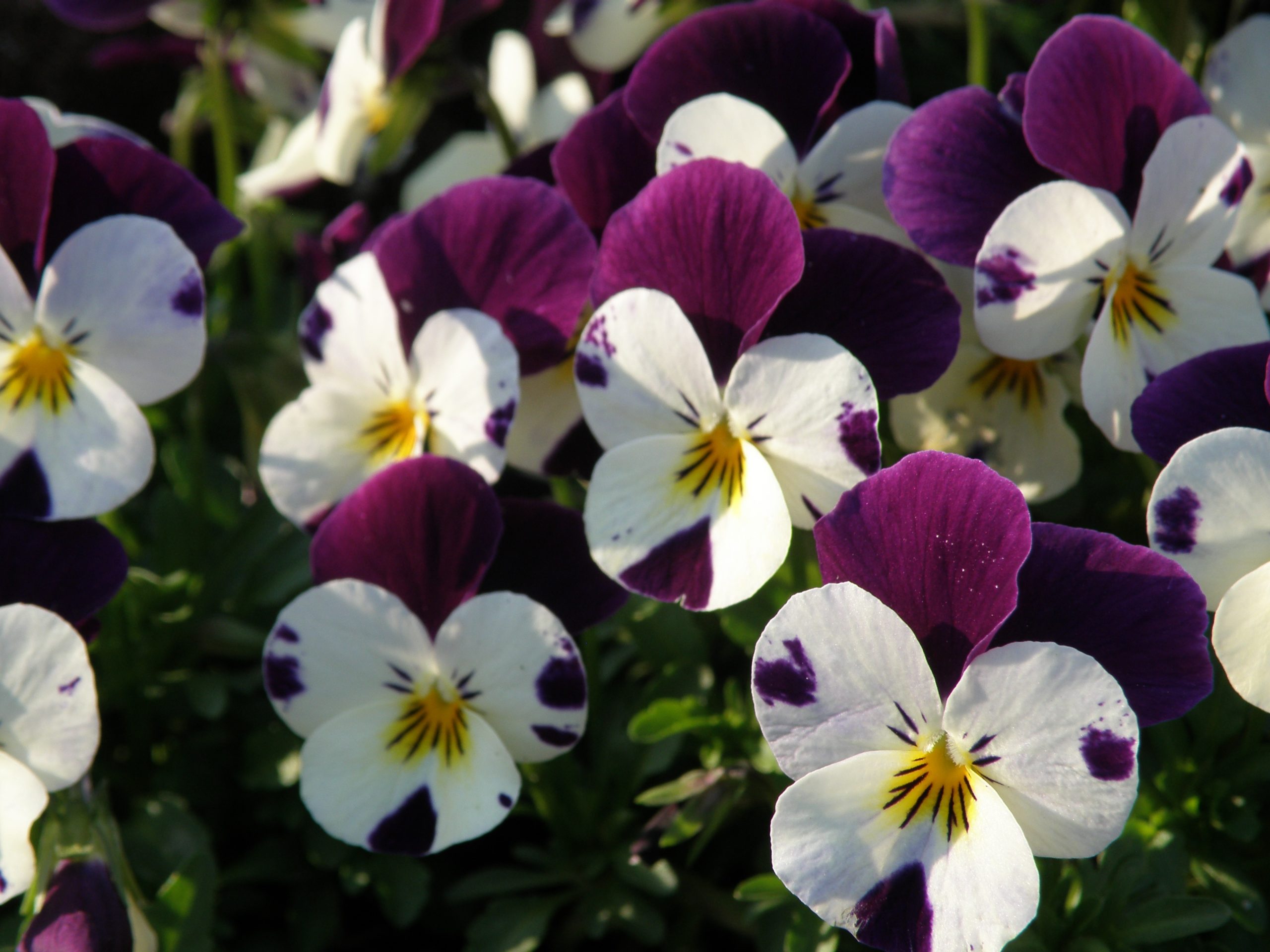 PANSIES - Mississippi Magazine
